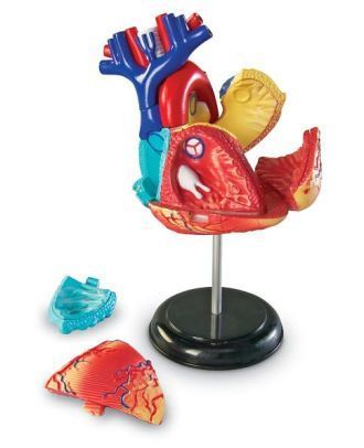 Learning Resources Model Heart Anatomy | Shop Kids Toy Online | Little ...