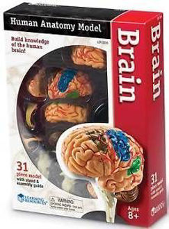 Learning Resources Brain Model Anatomy | Shop Kids Toy Online | Little ...