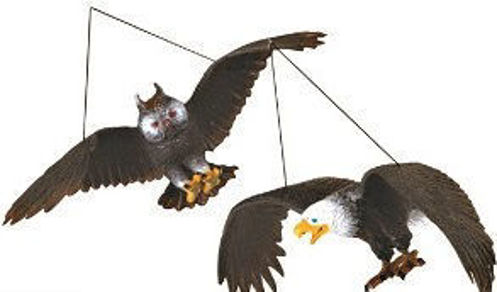 Rubber Eagle & Owl | Shop Kids Toy Online | Little Thinker Educational Aids